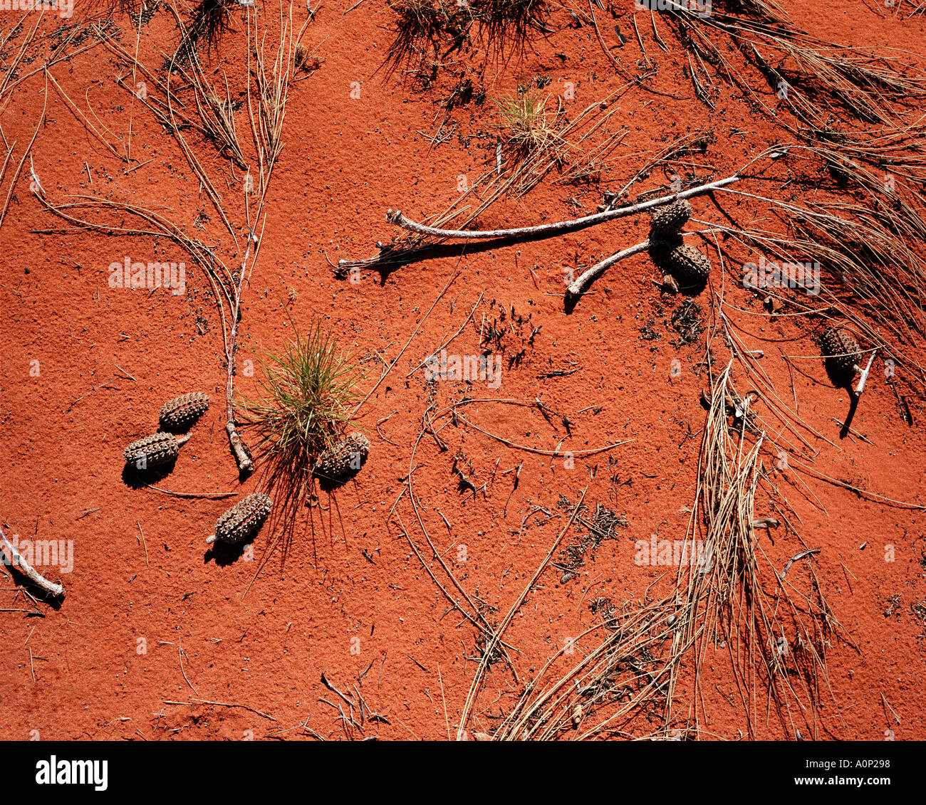 Close up of desert showing dead dried vegetation and new growth of ...