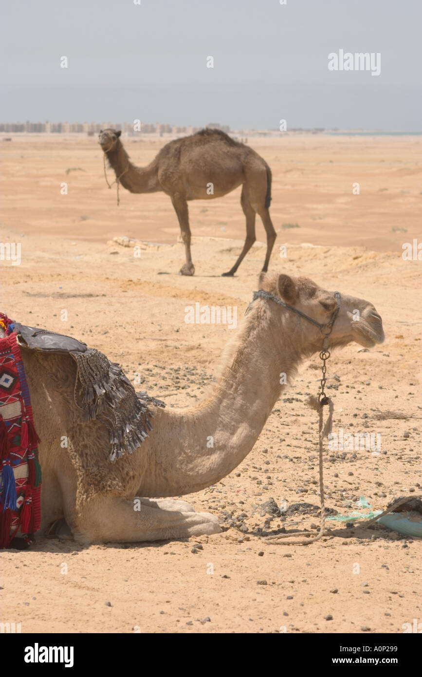 Ships of the Desert Camels at Ain Moussa the Springs of Moses in Sinia ...