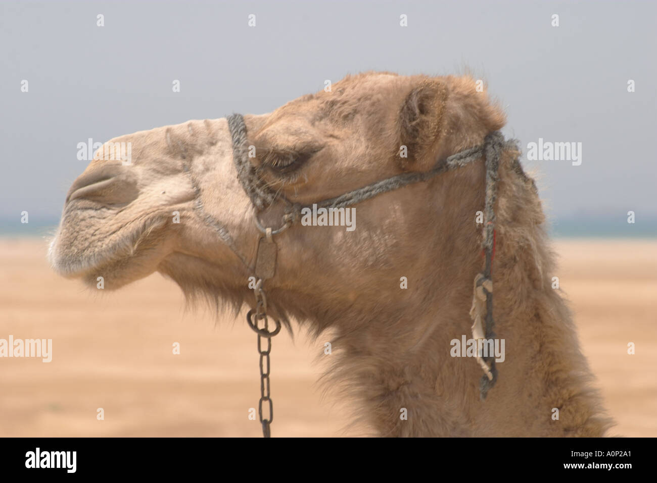 Ships of the Desert Camels at Ain Moussa the Springs of Moses in Sinia ...