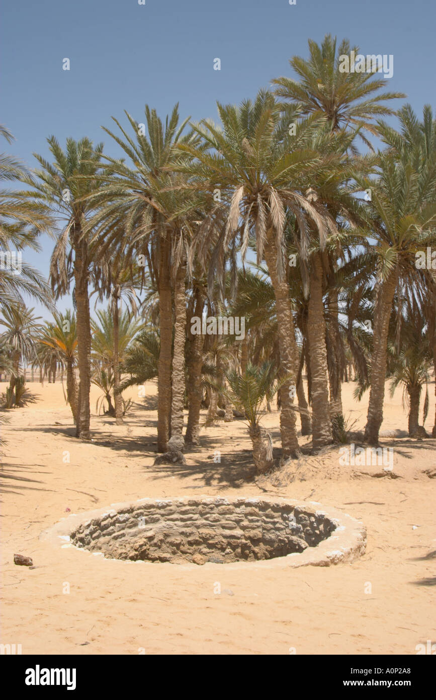 Ain Moussa The Springs of Moses in Sinia Egypt Stock Photo - Alamy