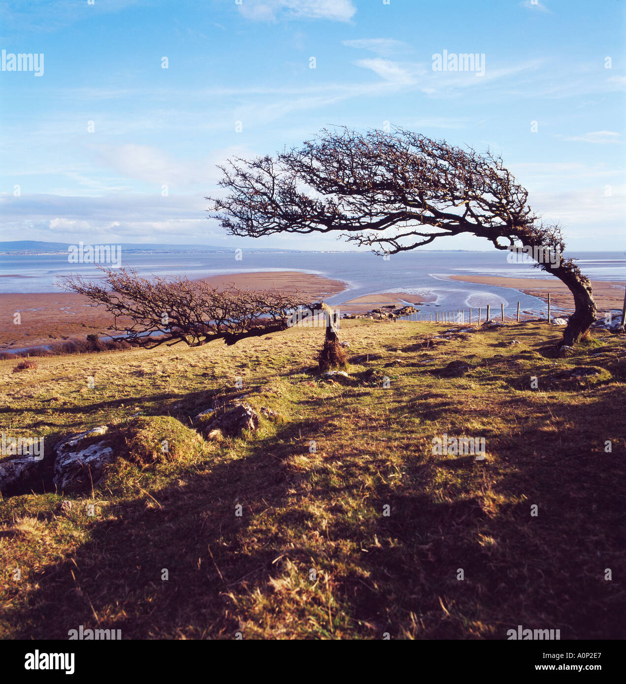 Windswept tree on Humphrey Head Morecambe Bay Cumbria UK Stock Photo ...