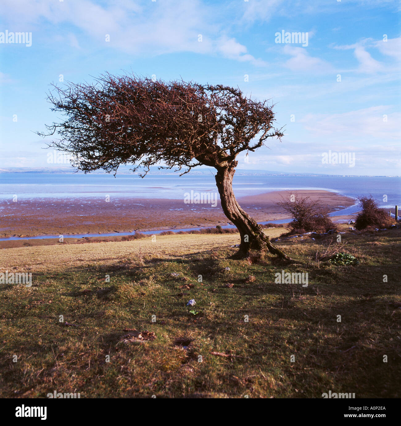 Windswept tree stunted growth cumbria hi-res stock photography and ...
