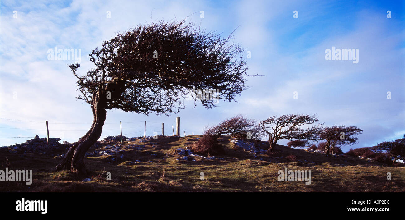 Silhouette windswept tree on morecambe hi-res stock photography and ...