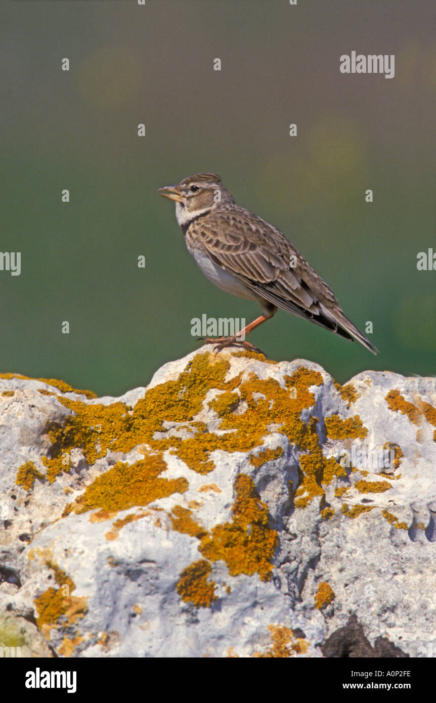 CALANDRA LARK Melanocorypha calandra Stock Photo - Alamy