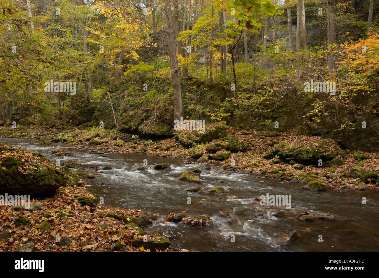 An autumn forest with river in Clifton Gorge State Park, Yellow Springs ...