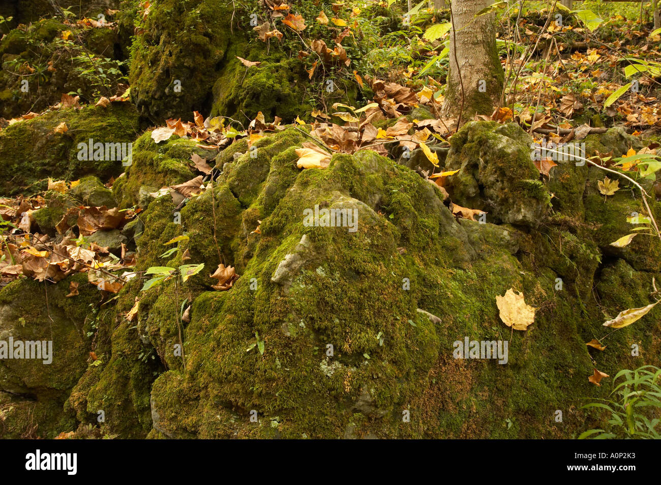 Clifton moss hi-res stock photography and images - Alamy