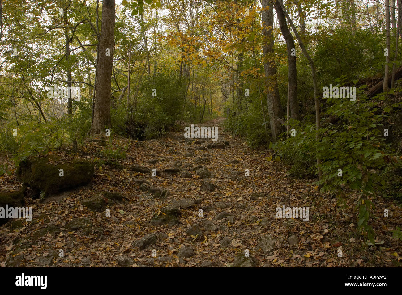 An autumn forest with path Stock Photo - Alamy