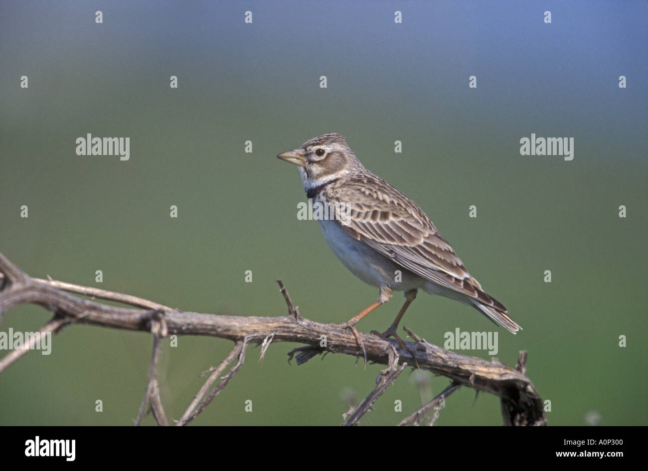 CALANDRA LARK Melanocorypha calandra Stock Photo - Alamy