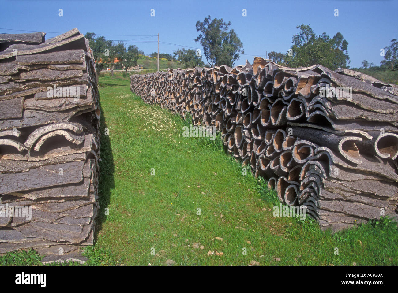 CORK from cork oak trees in Portugal Stock Photo - Alamy