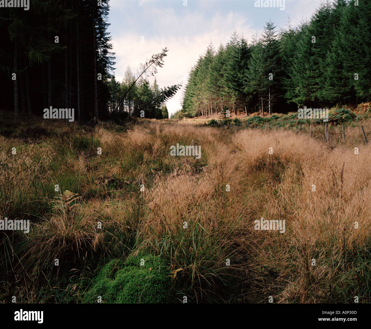 Forestry Fire Break High Resolution Stock Photography and Images - Alamy