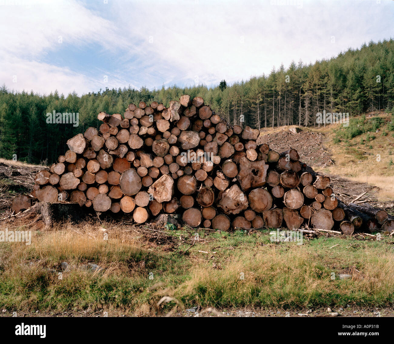 Felled Timber prepared for transportation Stock Photo - Alamy