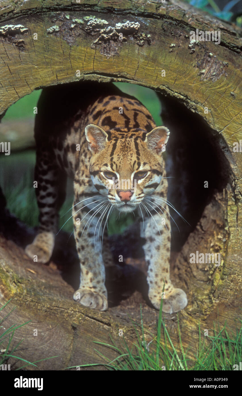 OCELOT Leopardus pardalis Stock Photo - Alamy