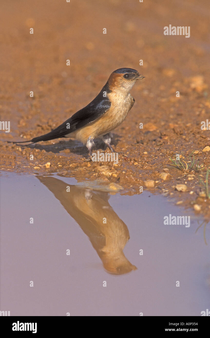 RED RUMPED SWALLOW Hirundo daurica Stock Photo - Alamy