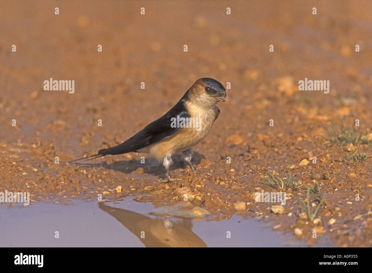 RED RUMPED SWALLOW Hirundo daurica Stock Photo - Alamy