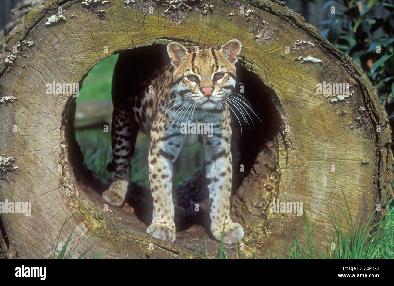 OCELOT Leopardus pardalis Stock Photo - Alamy