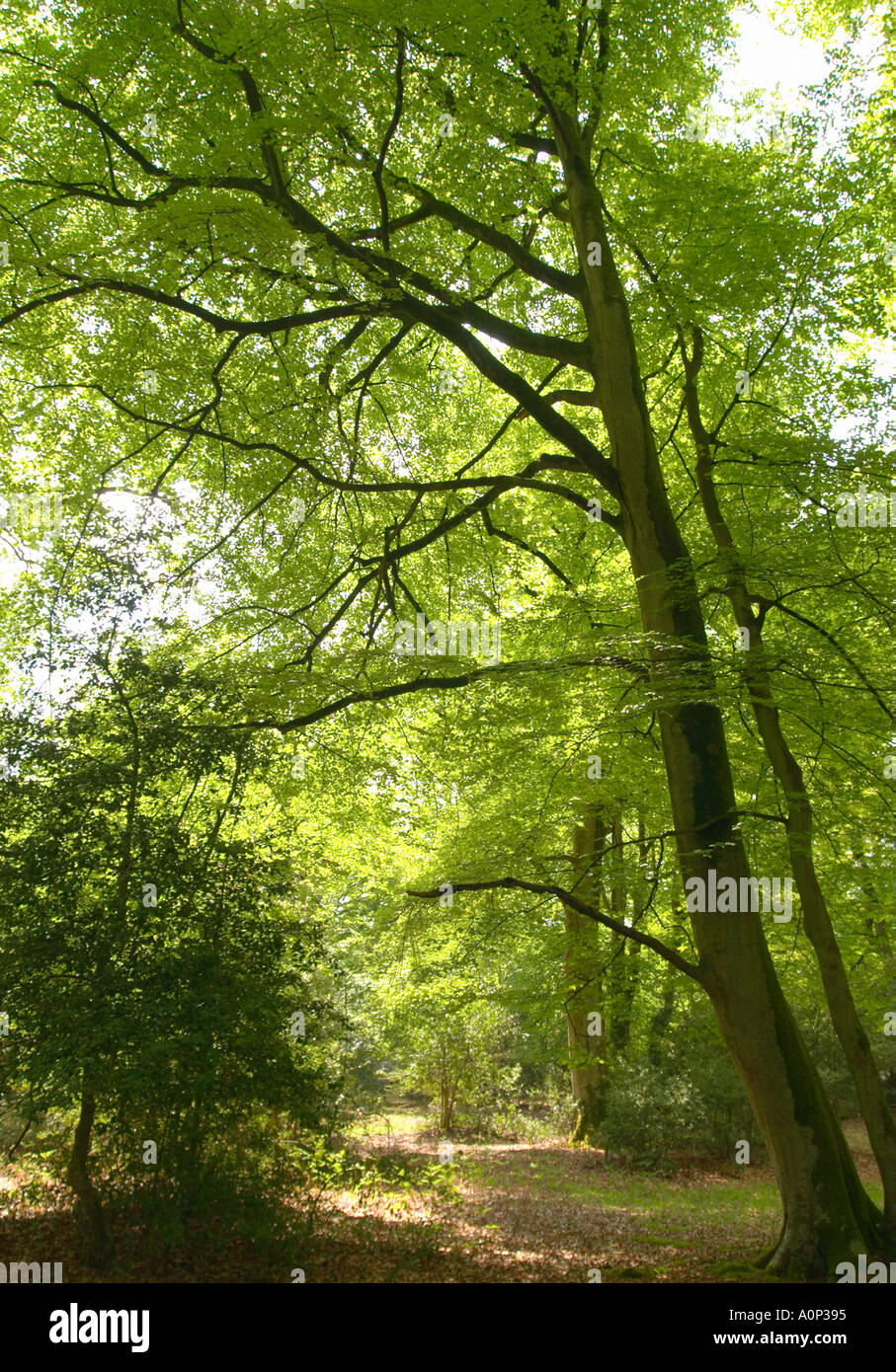 Shade of trees in the New forest Stock Photo - Alamy