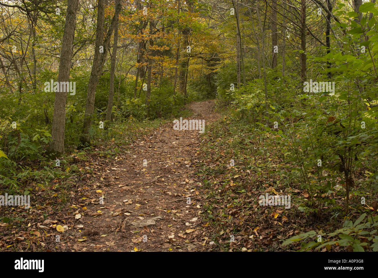 An autumn forest with path Stock Photo - Alamy