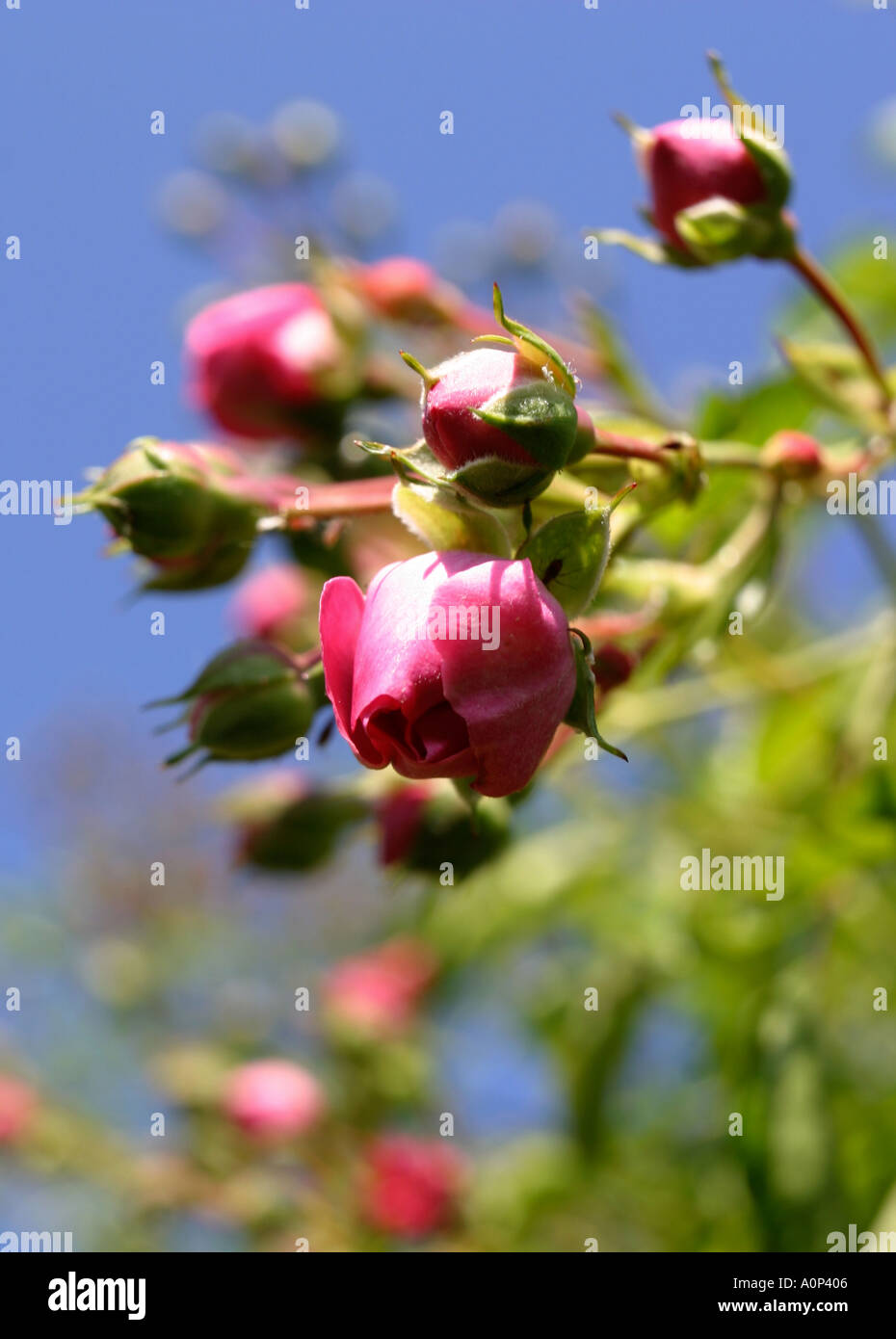 Old fashioned rose hi-res stock photography and images - Alamy