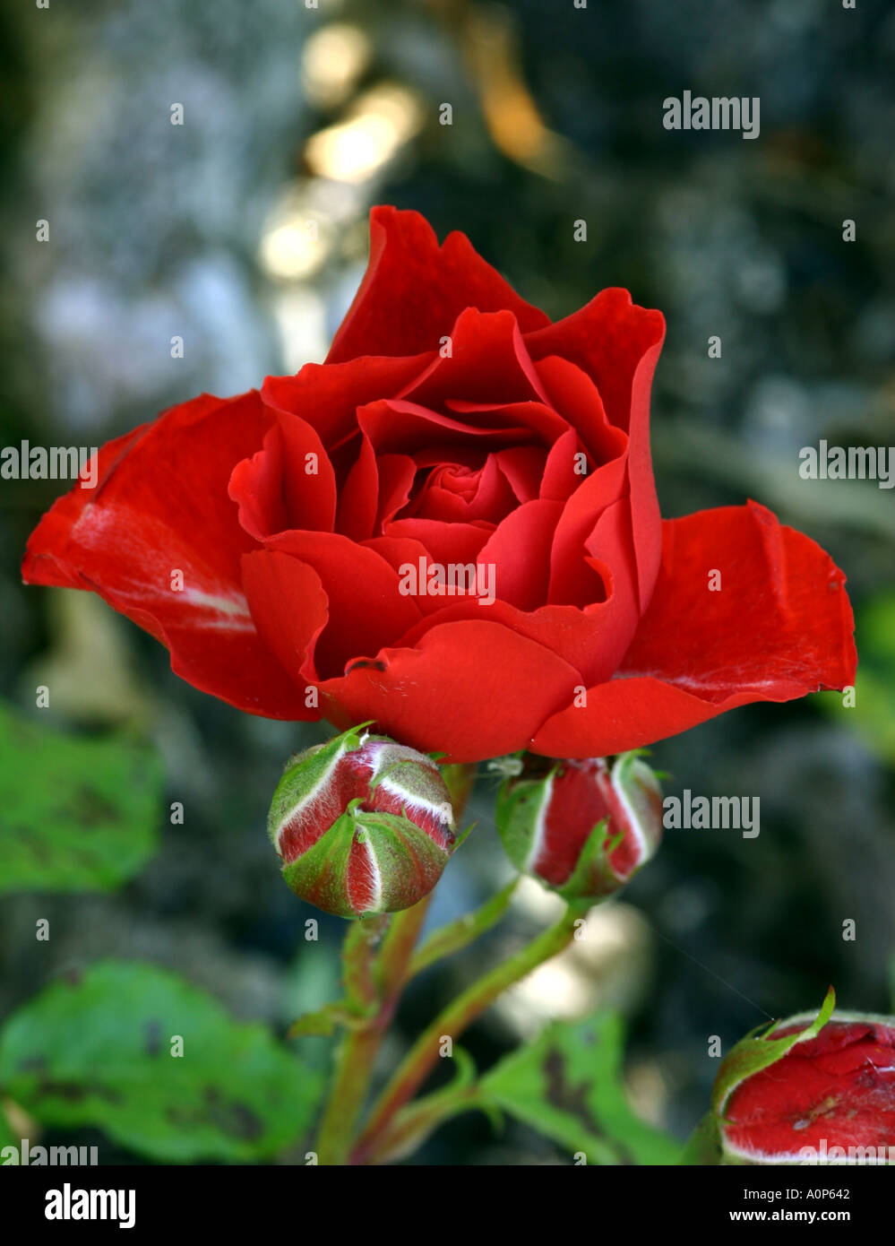 Gardeb hi-res stock photography and images - Alamy