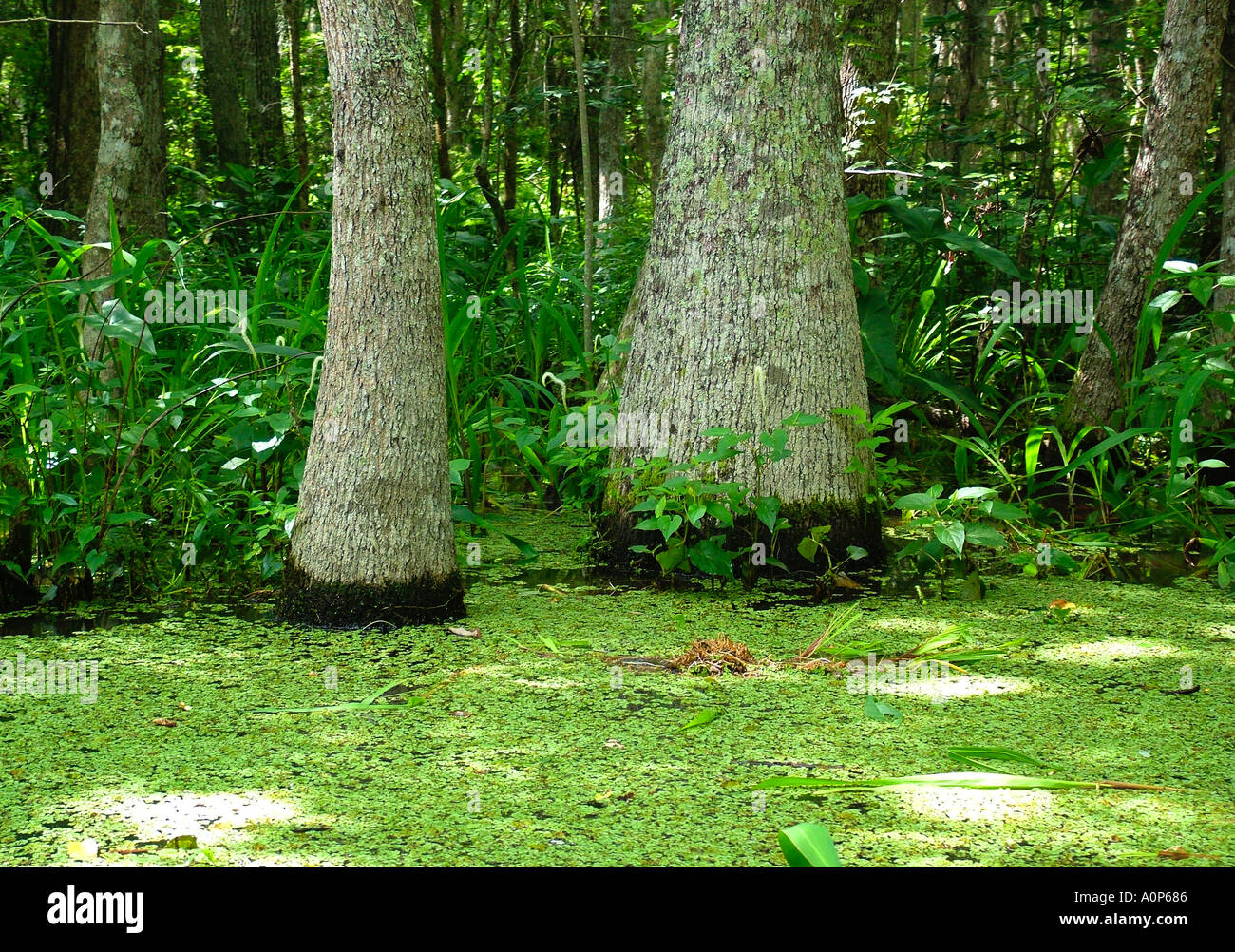 Swampland louisiana bayou usa hi-res stock photography and images - Alamy