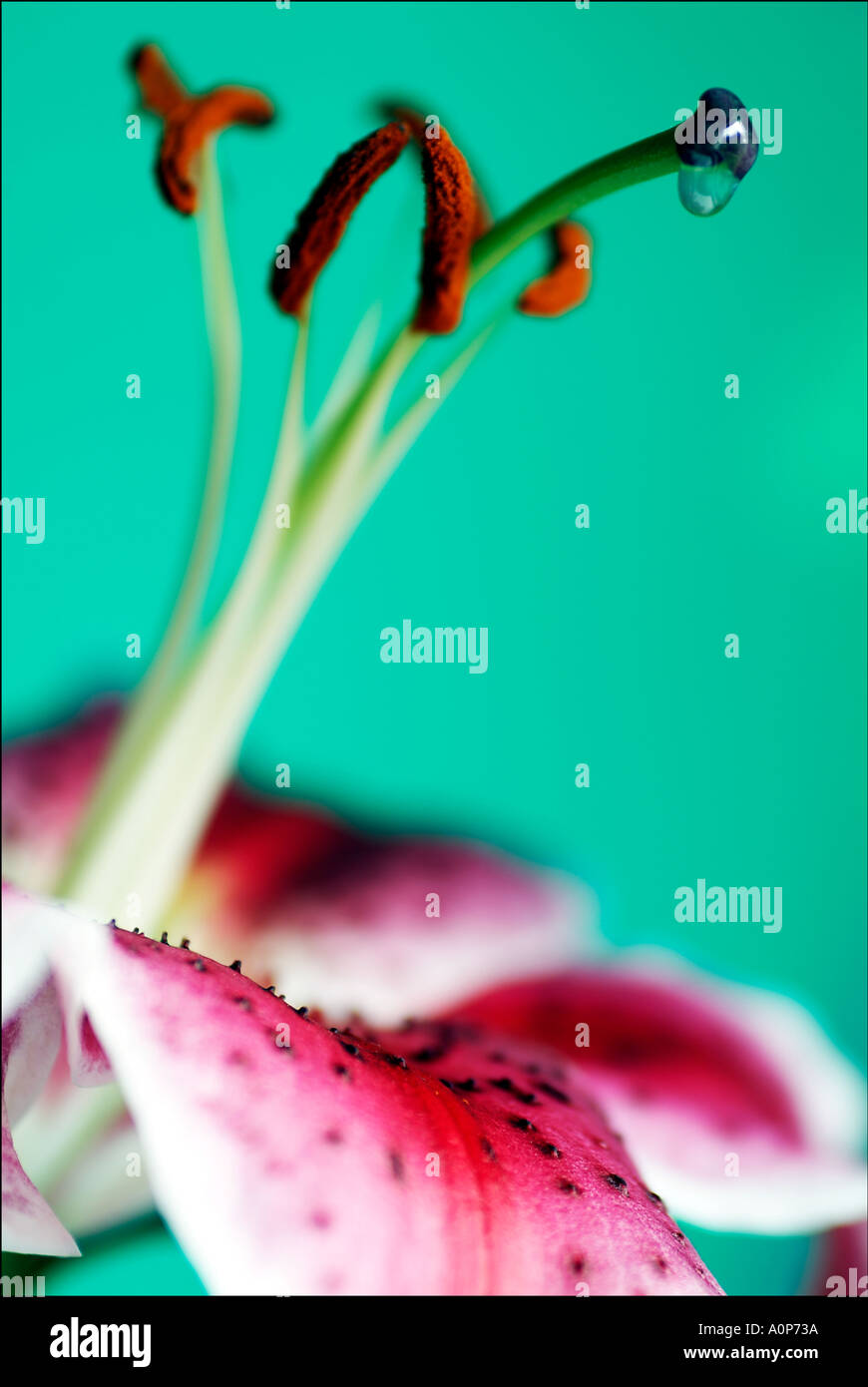 Tear plant hi-res stock photography and images - Alamy