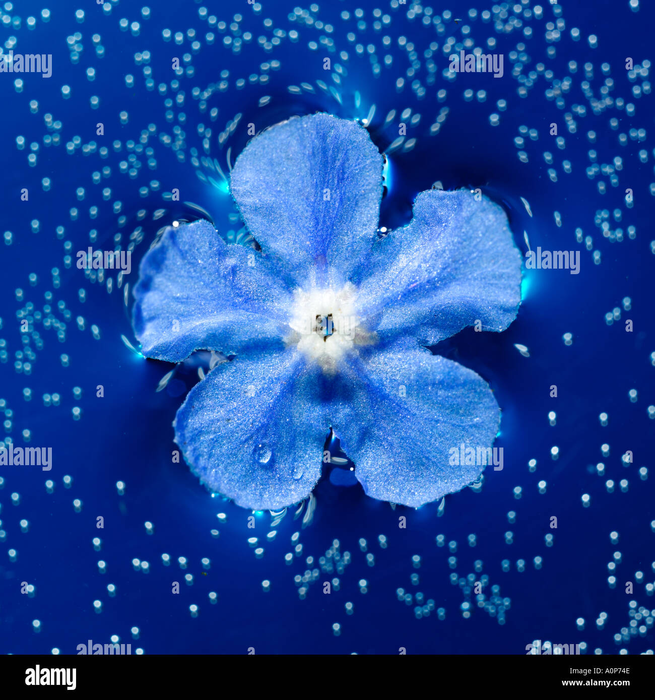 macro photograph of a blue flower floating in water with a blue ...