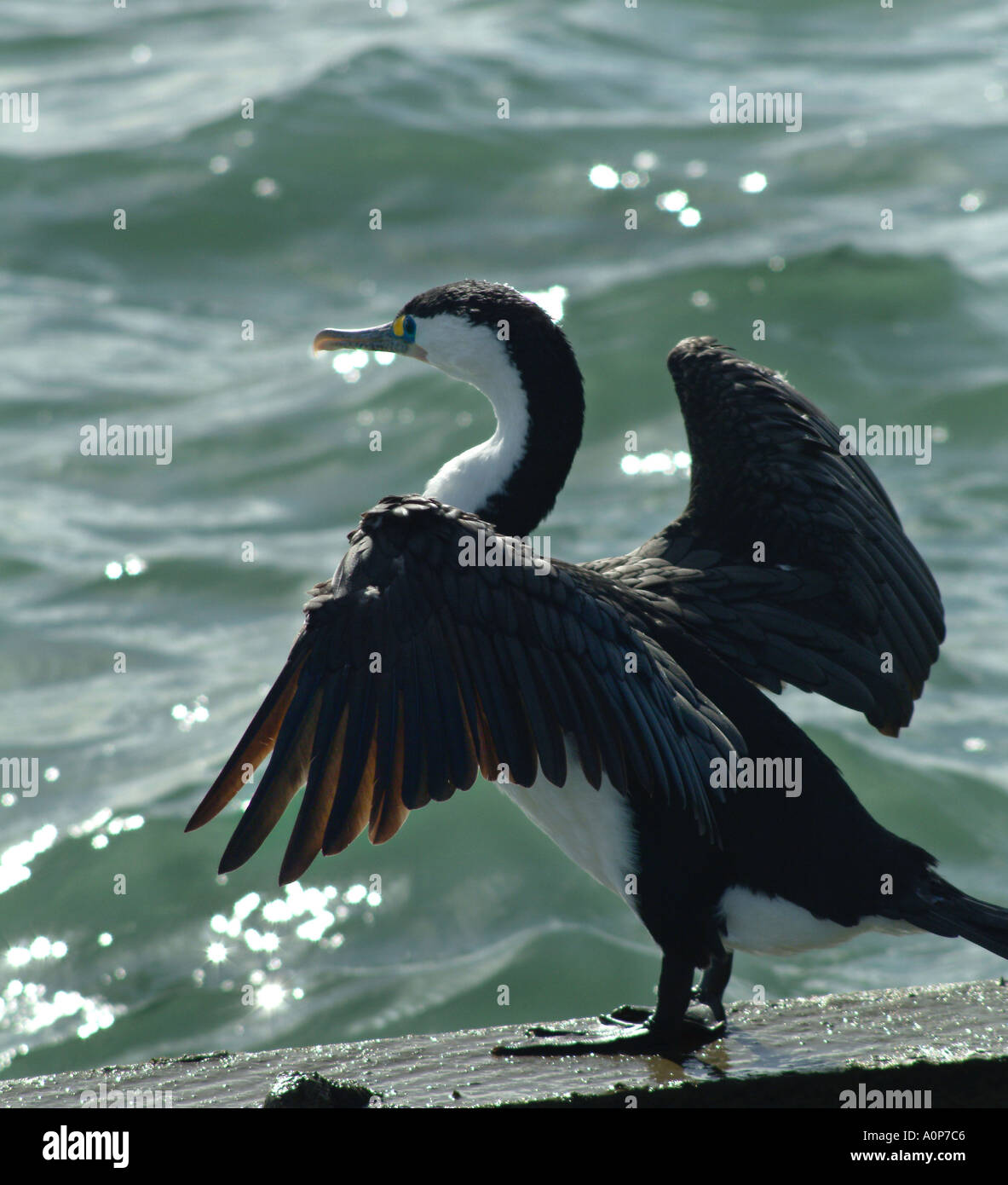 Cormorant by the sea Coromandel New Zealand Stock Photo - Alamy