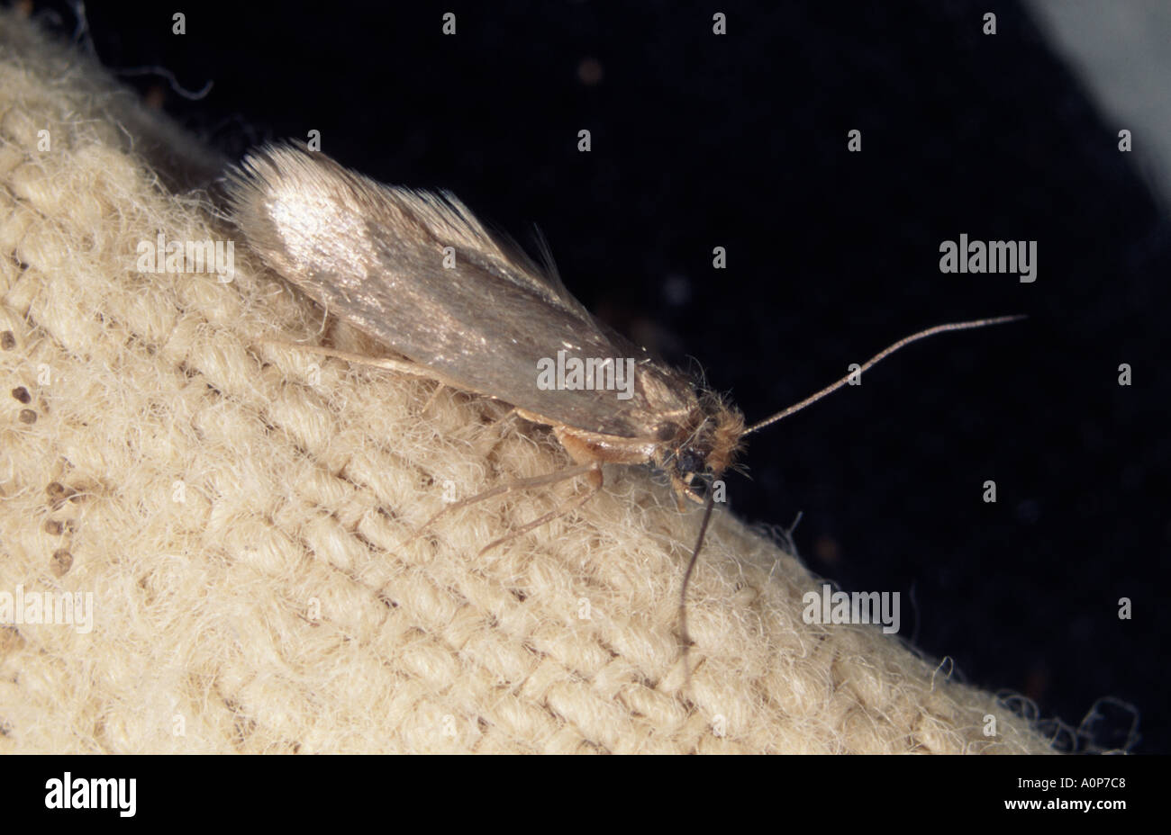 Tineola bisselliella clothes moth hi-res stock photography and images ...