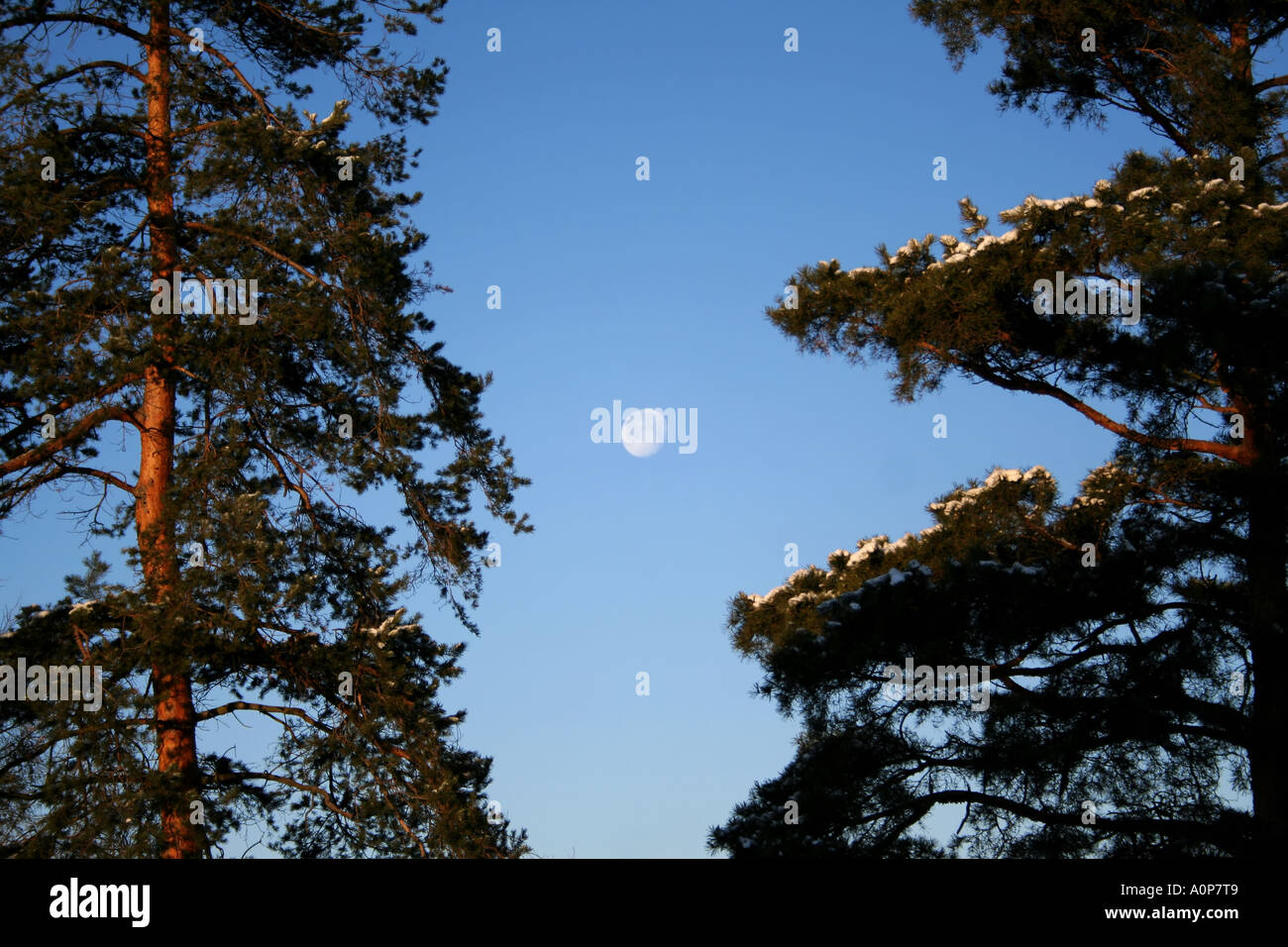Moon between tree hi-res stock photography and images - Alamy