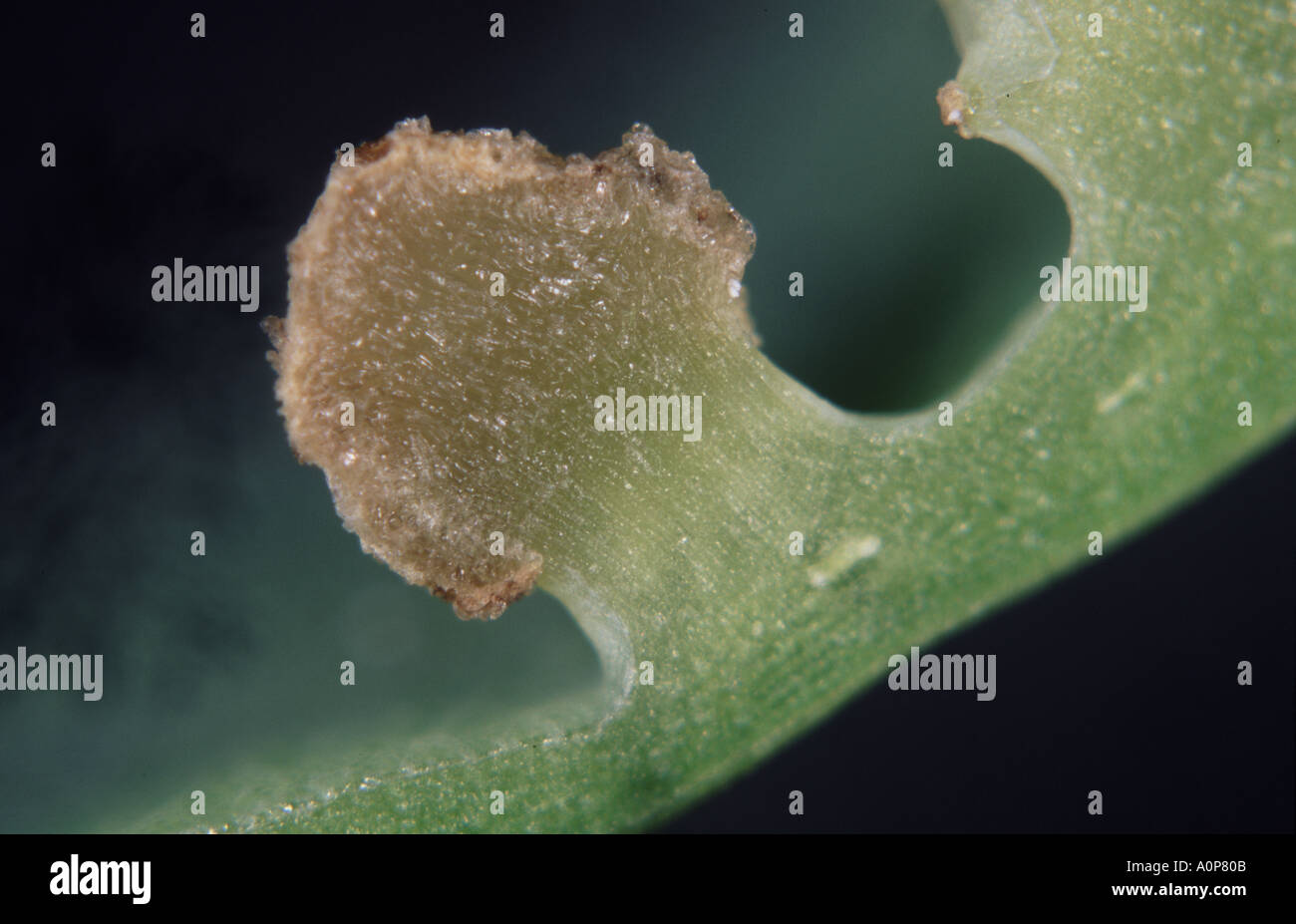 Section through an oedema a small wart like growth on cabbage leaf ...