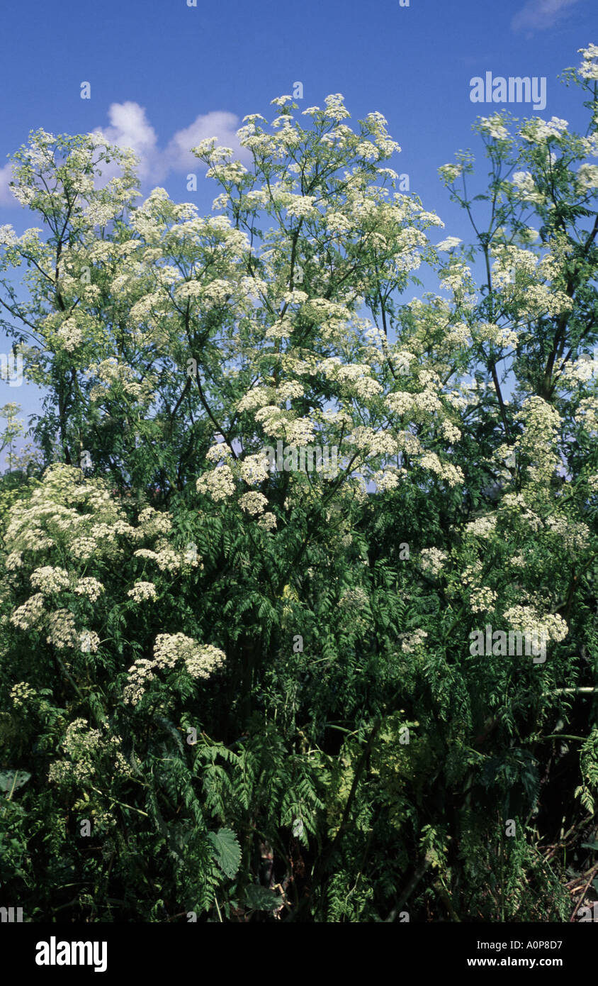 Hemlock flowering hi-res stock photography and images - Alamy
