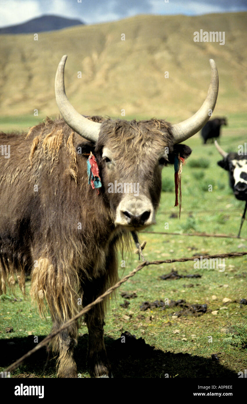 Yak standing on the Tibetan Plateau, ,Tibet China Stock Photo - Alamy