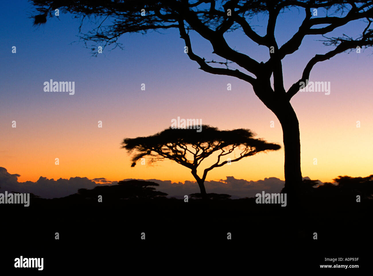 Acacia trees in the Serengeti National Park, Tanzania, Africa Stock ...