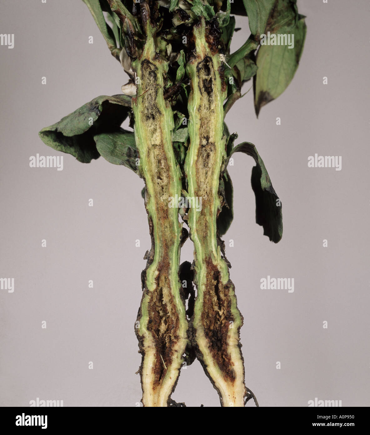 Field bean Vicia faba sectioned stem showing damage by stem eelworn ...