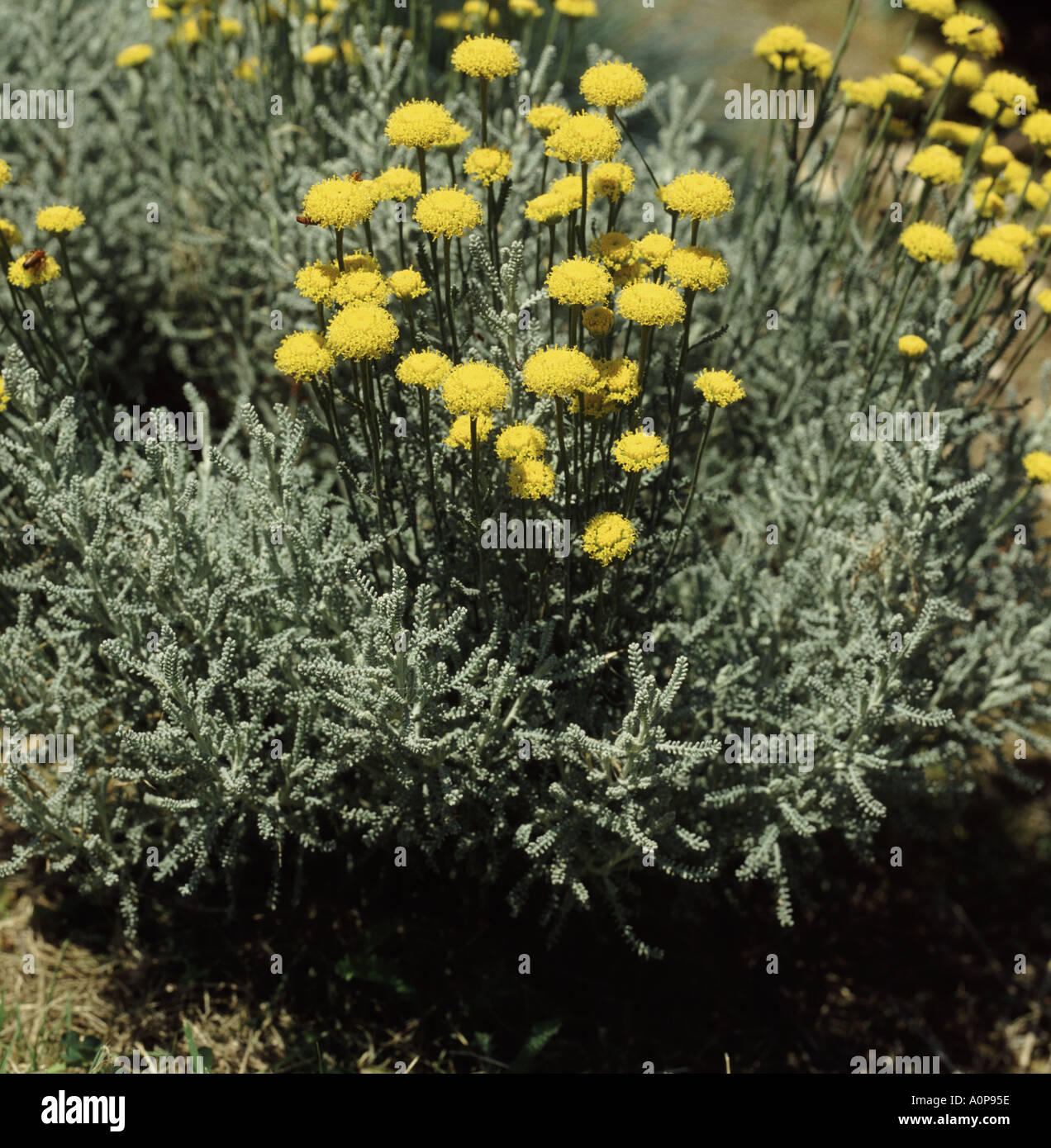 Santolina chamaecyparissus border hi-res stock photography and images ...
