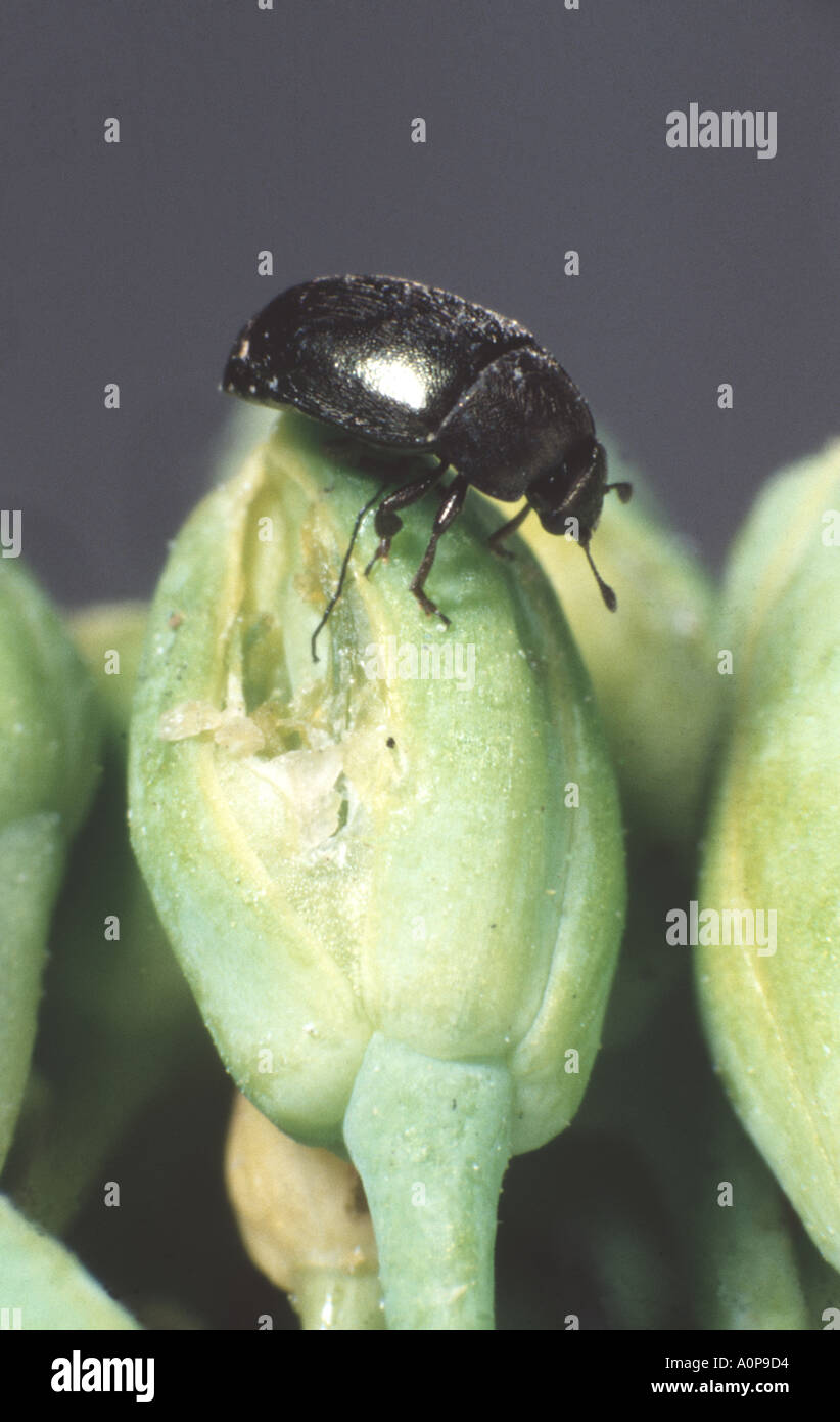 A pollen beetle (Brassicogethes aeneus) on an oilseed rape flower bud ...
