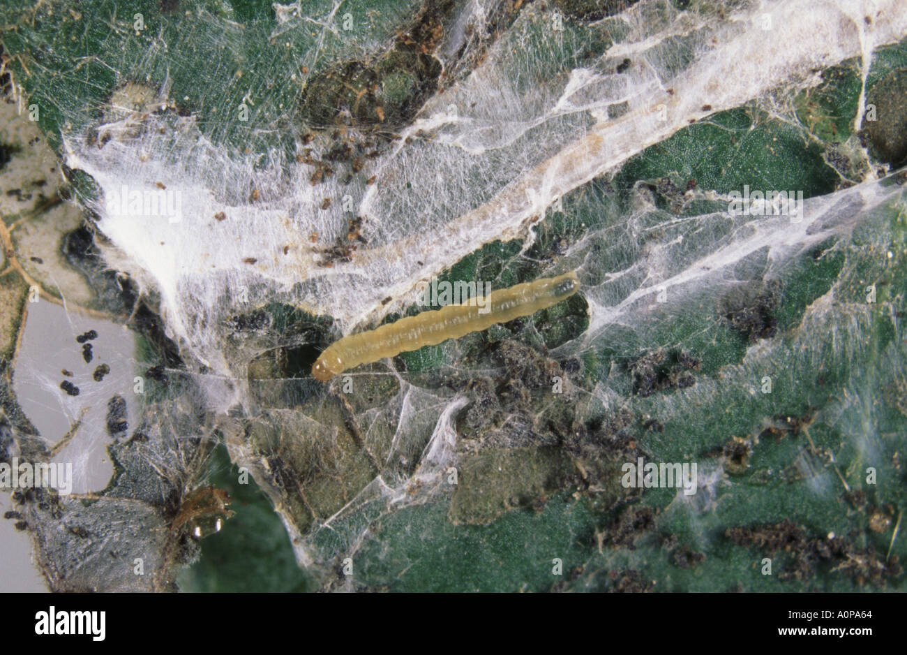 Carnation tortrix caterpillar photomicrograph of caterpillar and ...