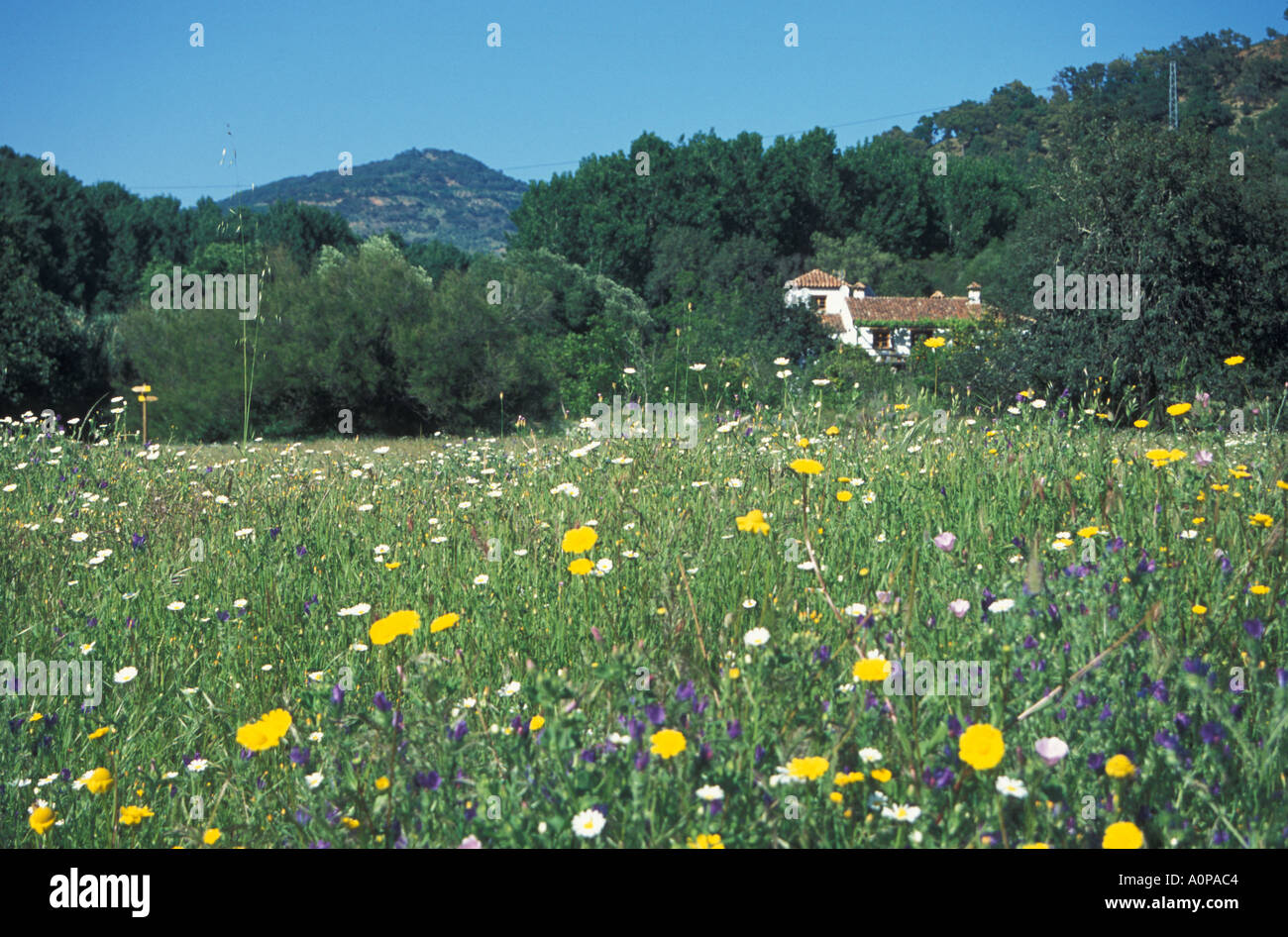 Spanish Meadow near Benarrabá Stock Photo - Alamy