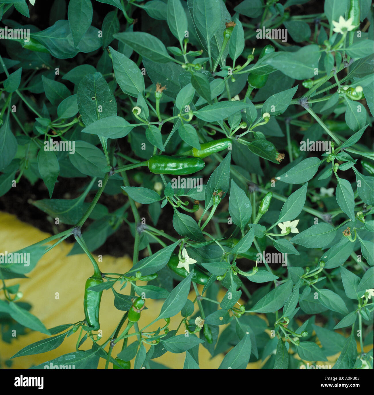 Chillies greenhouse hi-res stock photography and images - Alamy