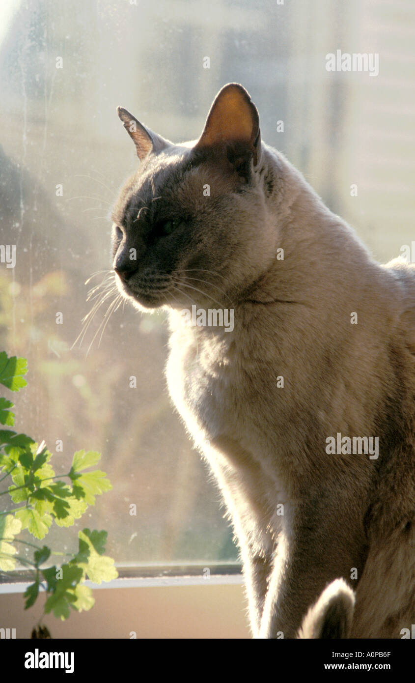 Cat s whiskers silhouetted against a window Stock Photo - Alamy