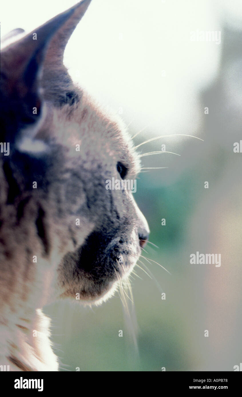 Cat s whiskers on a female Burmese pedigree cat Stock Photo - Alamy