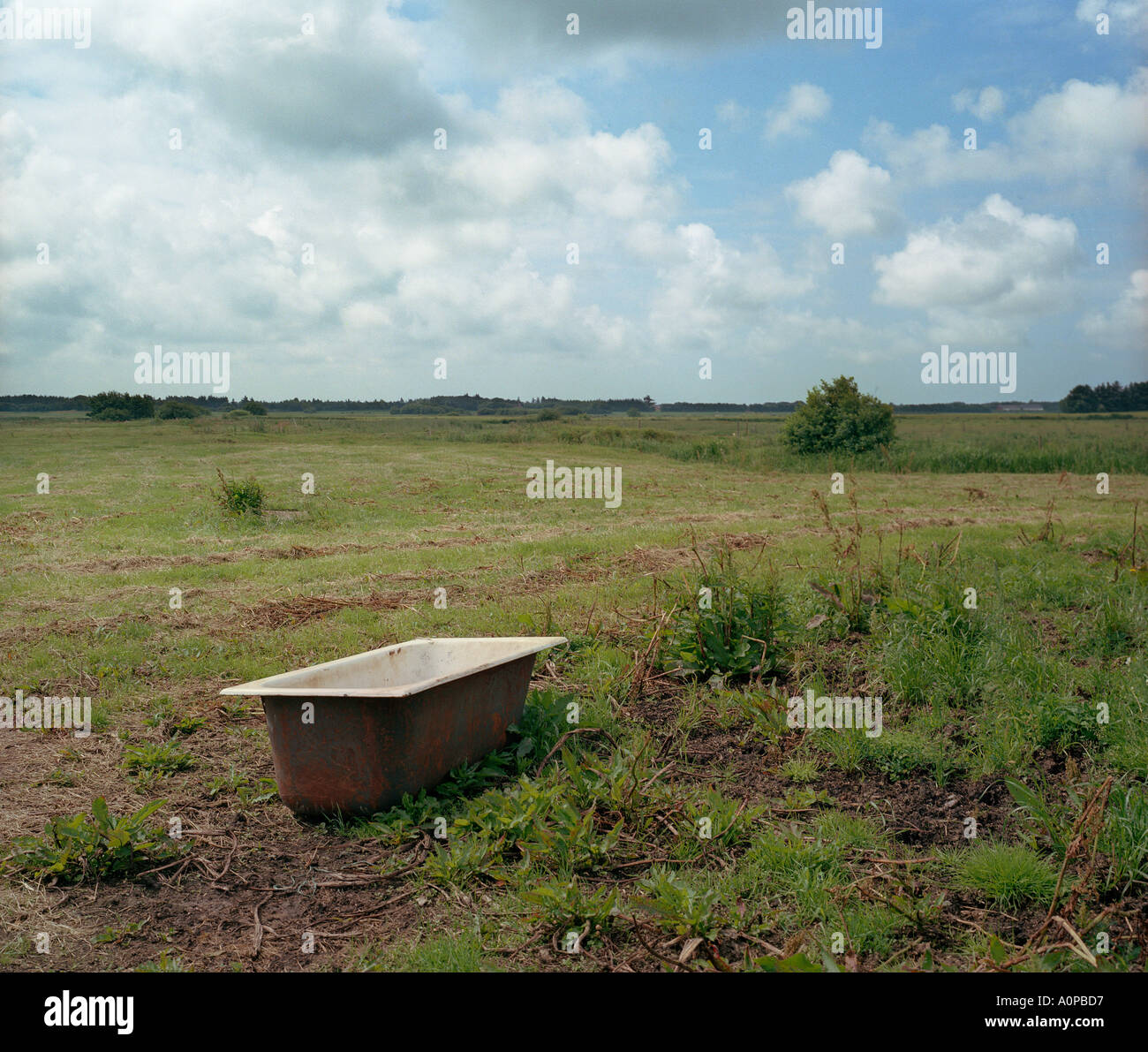 Jutland cattle hi-res stock photography and images - Alamy