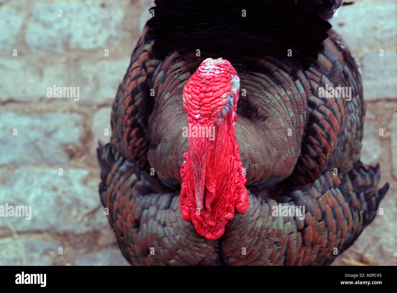 Battery turkey farm hi-res stock photography and images - Alamy
