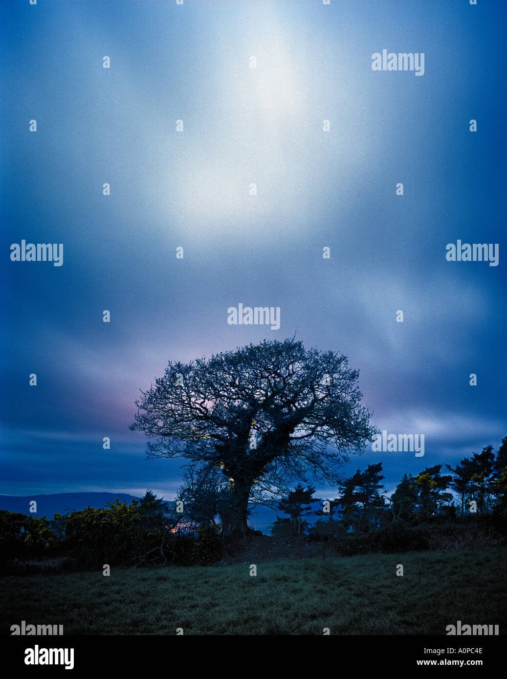 night sky and an old oak tree at the end of a field Wicklow Republic Of ...