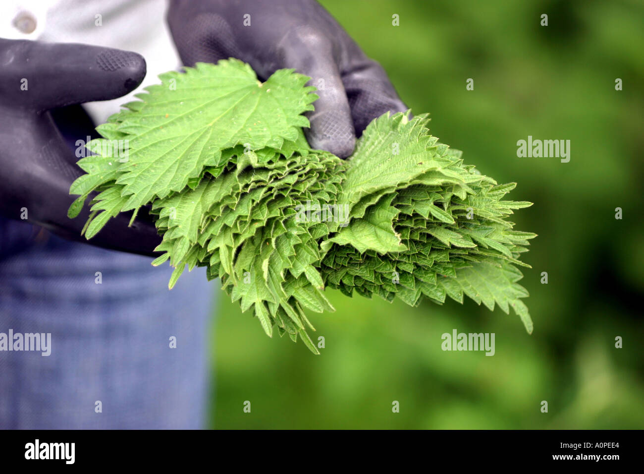 Picking stinging nettles cornish yarg cheese hi-res stock photography ...