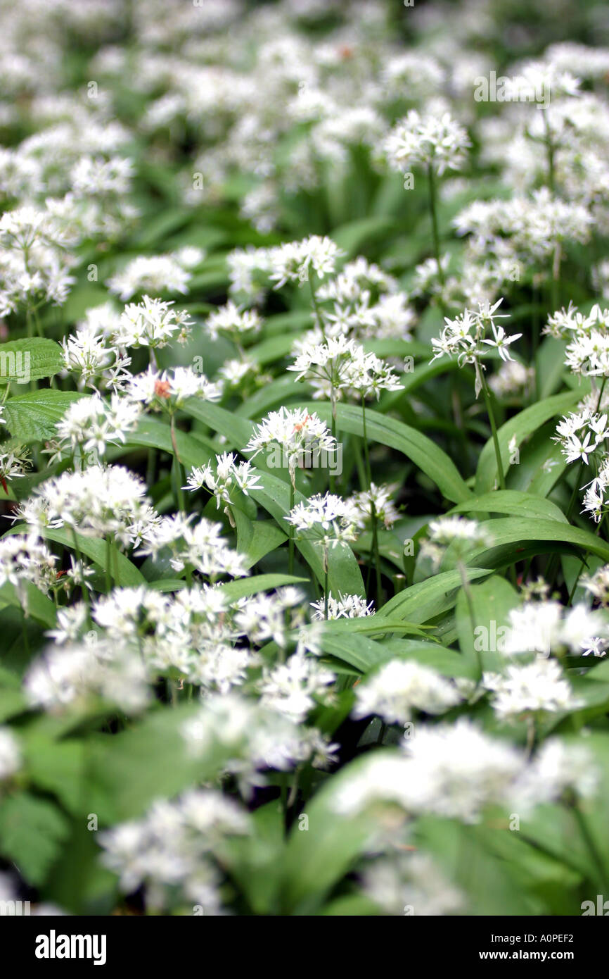 Wild garlic grown at Lynher Dairies Cornwall UK Stock Photo - Alamy
