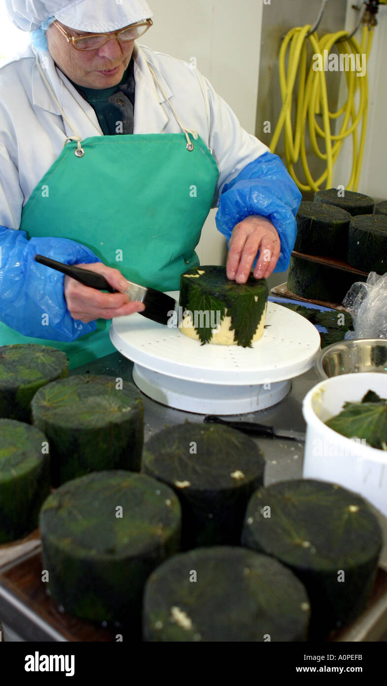 Applying nettles to Cornish Yarg Cheese Lynher Dairies Cornwall UK ...