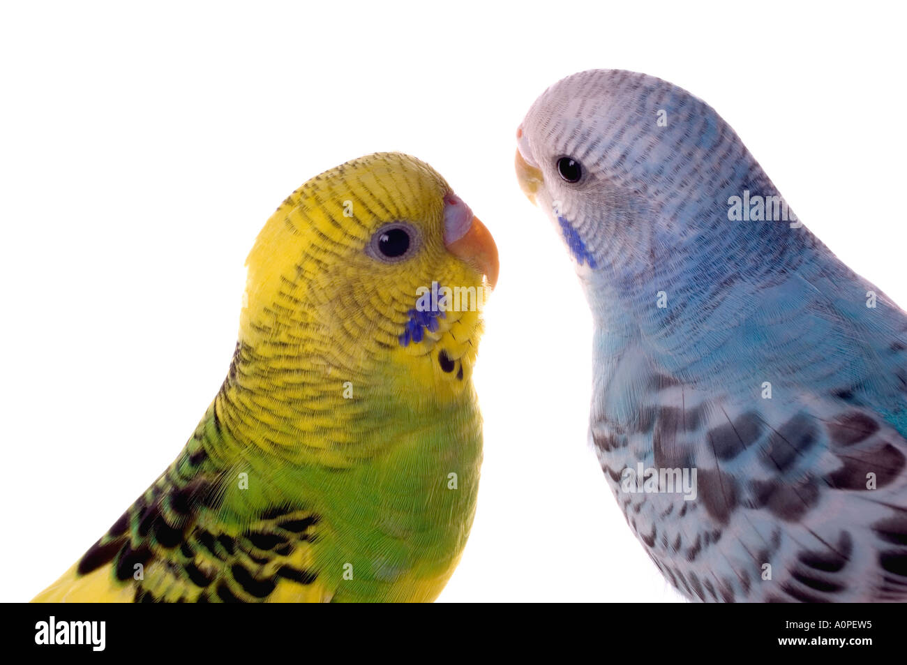 Eye contact between two parakeets Stock Photo - Alamy