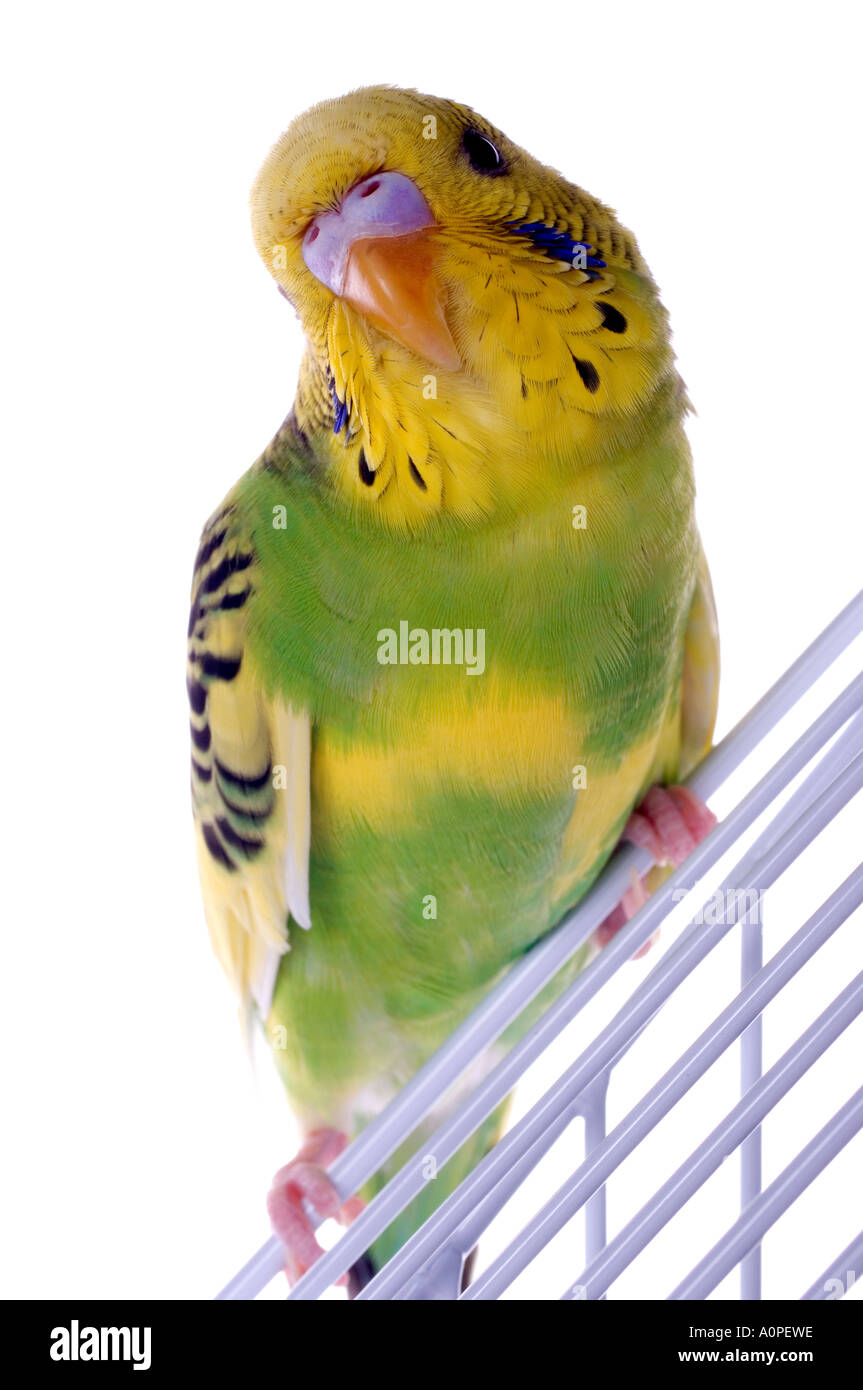 The parakeet hi-res stock photography and images - Alamy