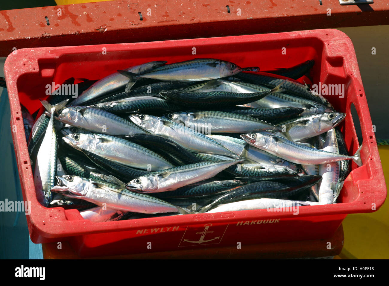 Freshly caught mackerel landed at St Ives Cornwall UK Stock Photo - Alamy